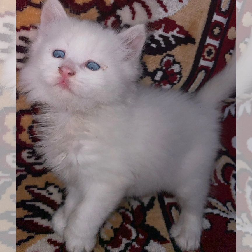 Британский длинношёрстный котёнок
