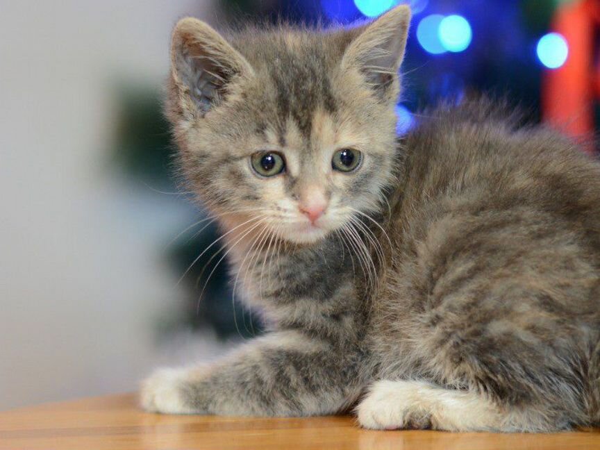 Котенок 2 месяца