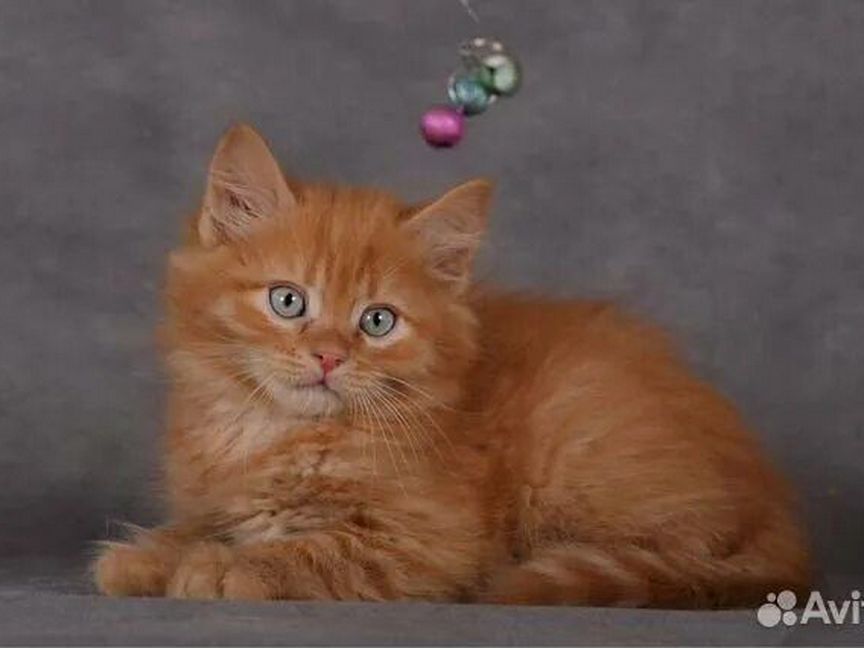 Мейн + Сибирская