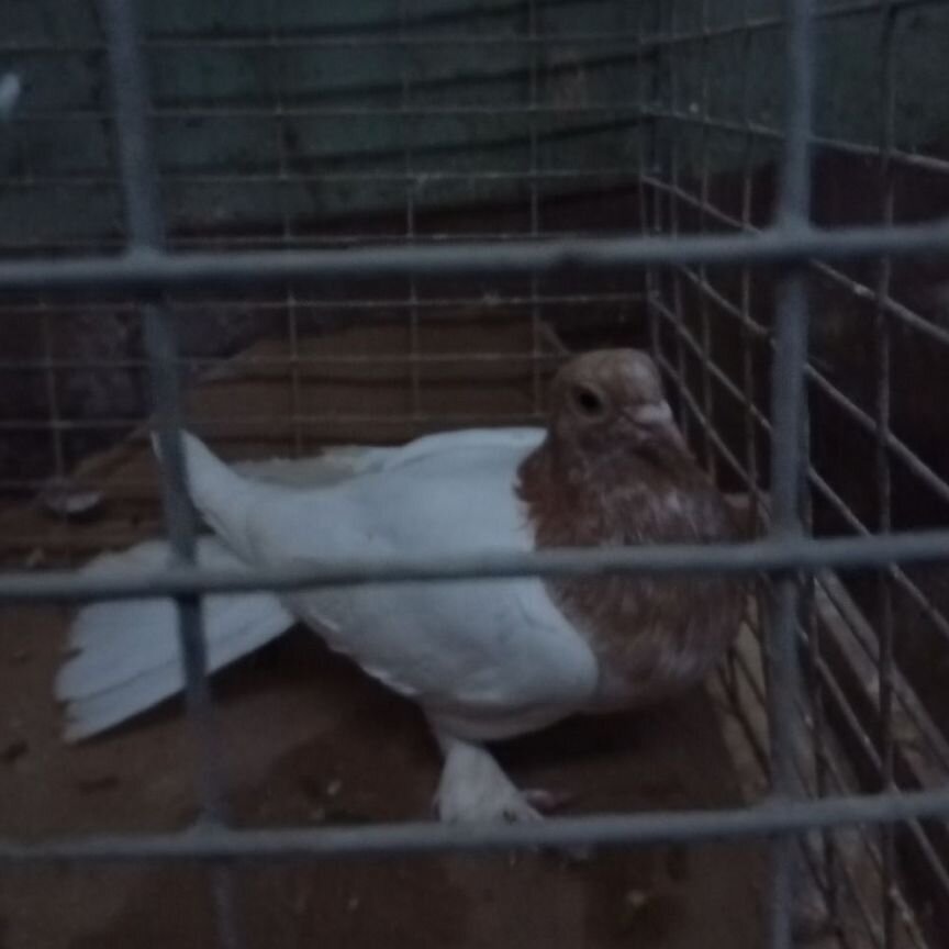 Продажа голубей