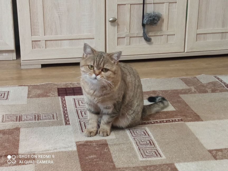 Кошки в добрые руки бесплатно