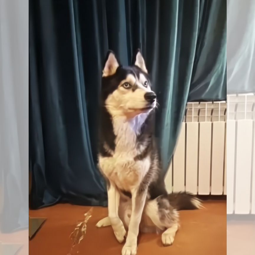 Сибирский хаски, взрослый пёс