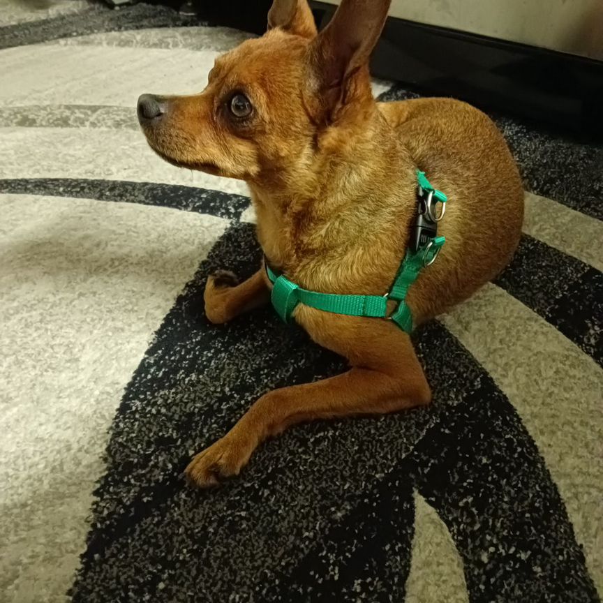 Найдена маленькая собака мальчик