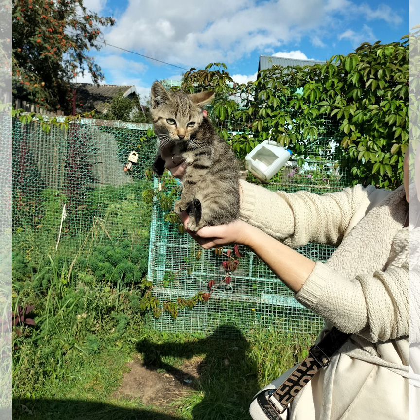 Котята в добрые руки