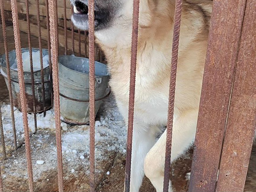 Борщ, 2 года, крупный Метис овчарки