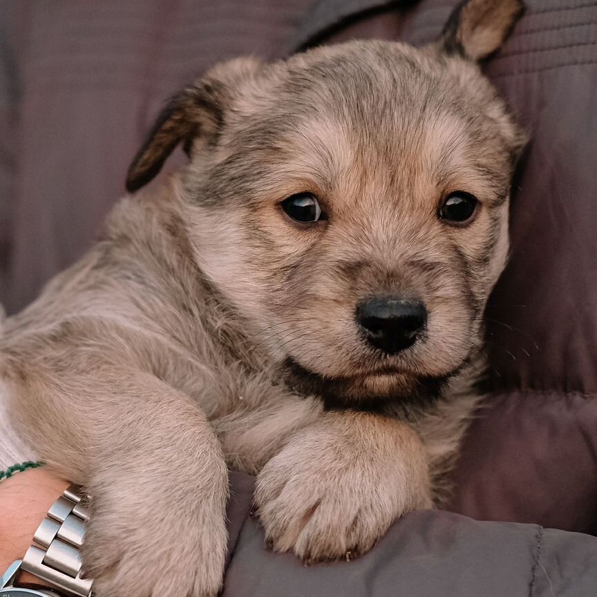 Щенок в добрые руки