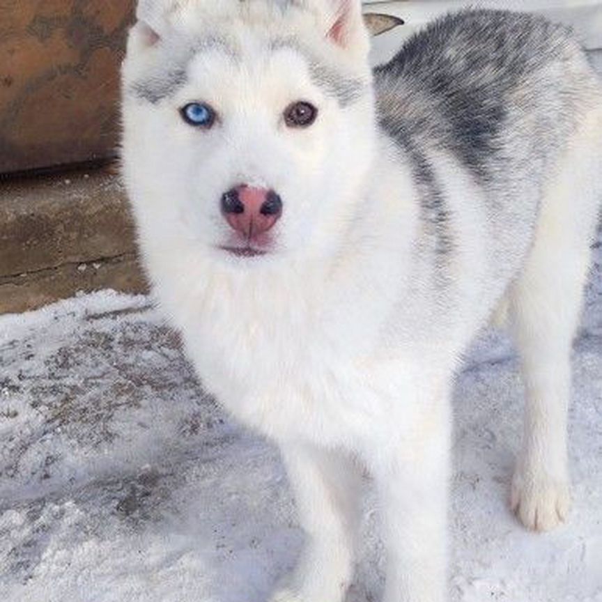 Сибирский хаски