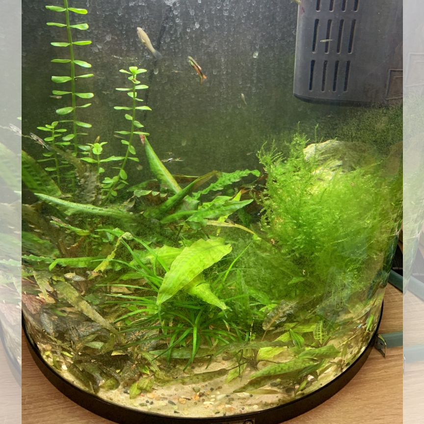 Мох яванский и стринги