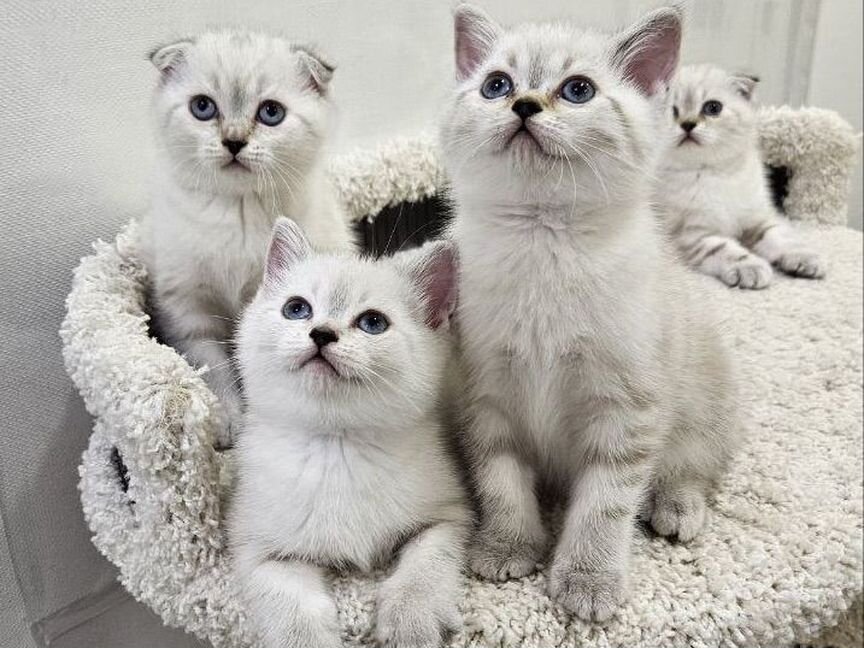 Шотландские котята