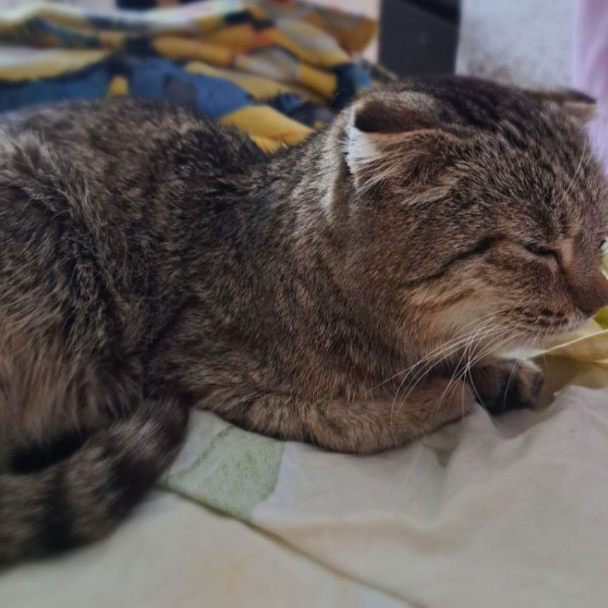 Кошечка в добрые руки