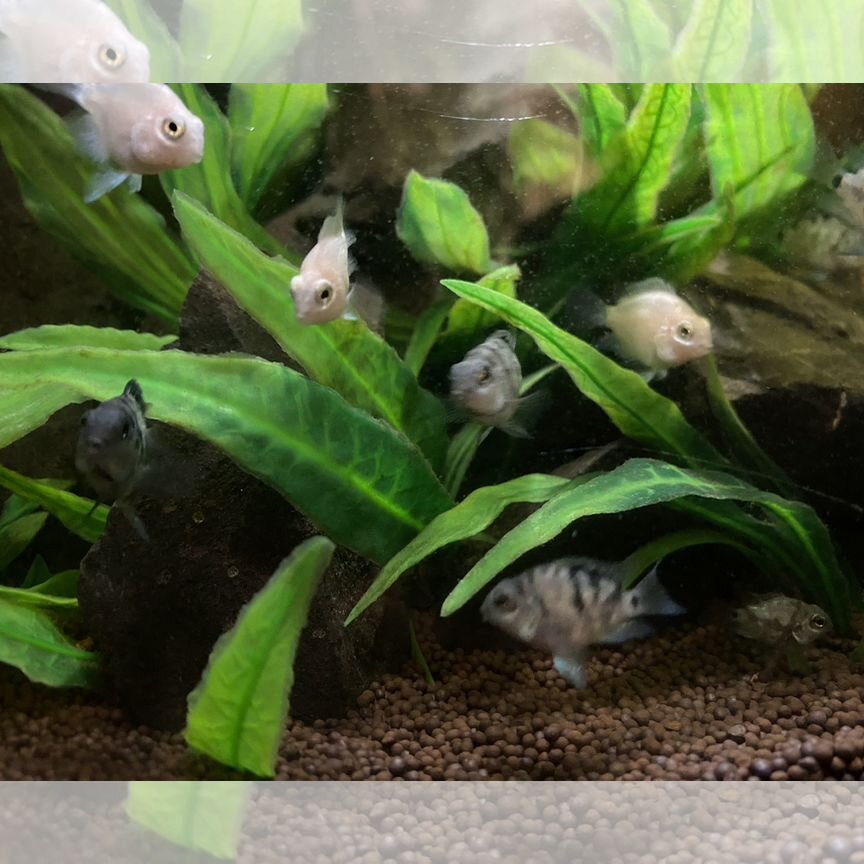 Рыбка сапфировый попугай