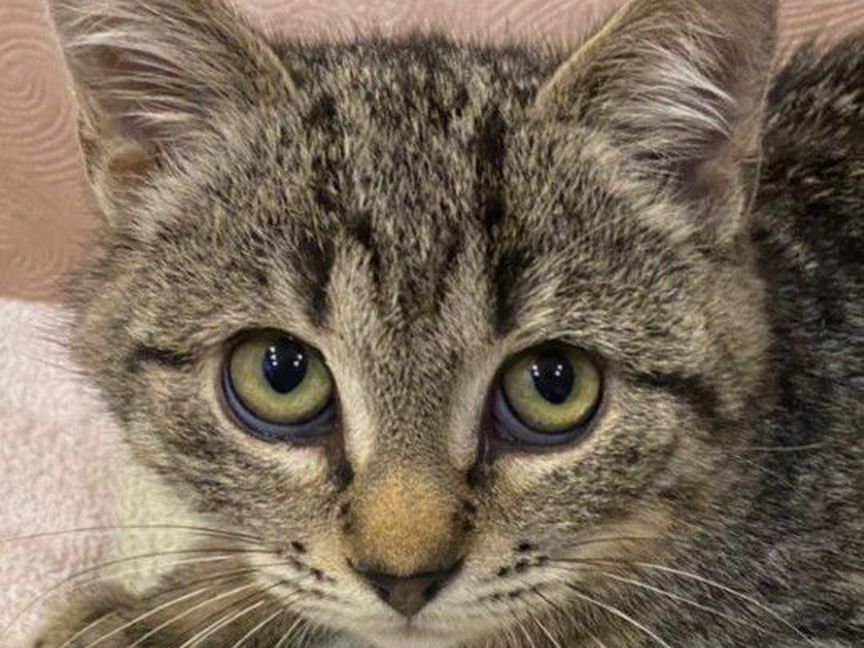 Котёнок 3,5 мес
