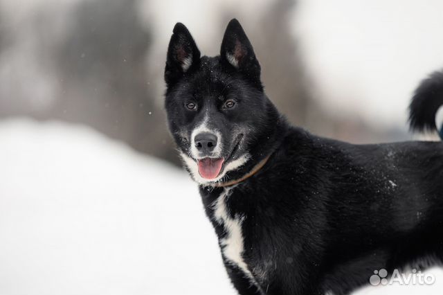 Замечательный пес по имени Гордей ищет семью