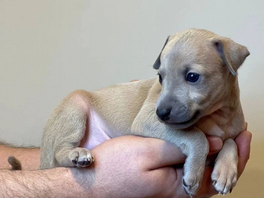 Щенки левретки