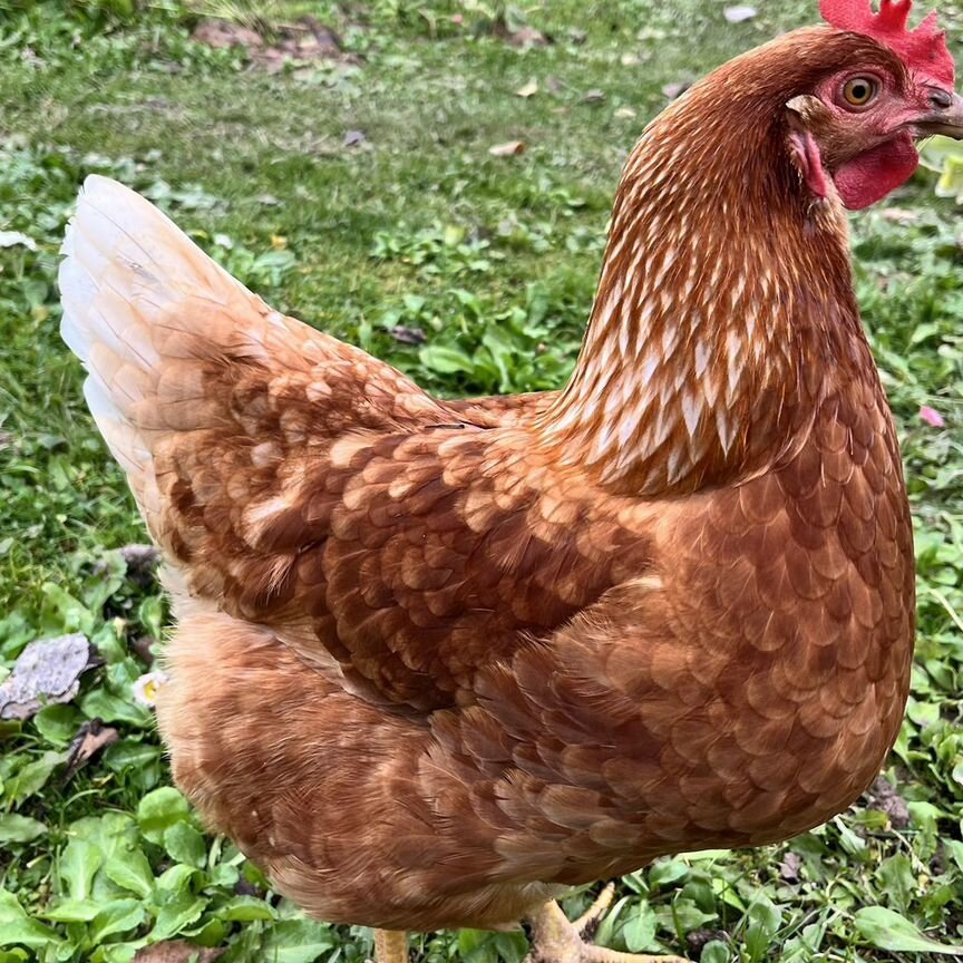 Куры несушки