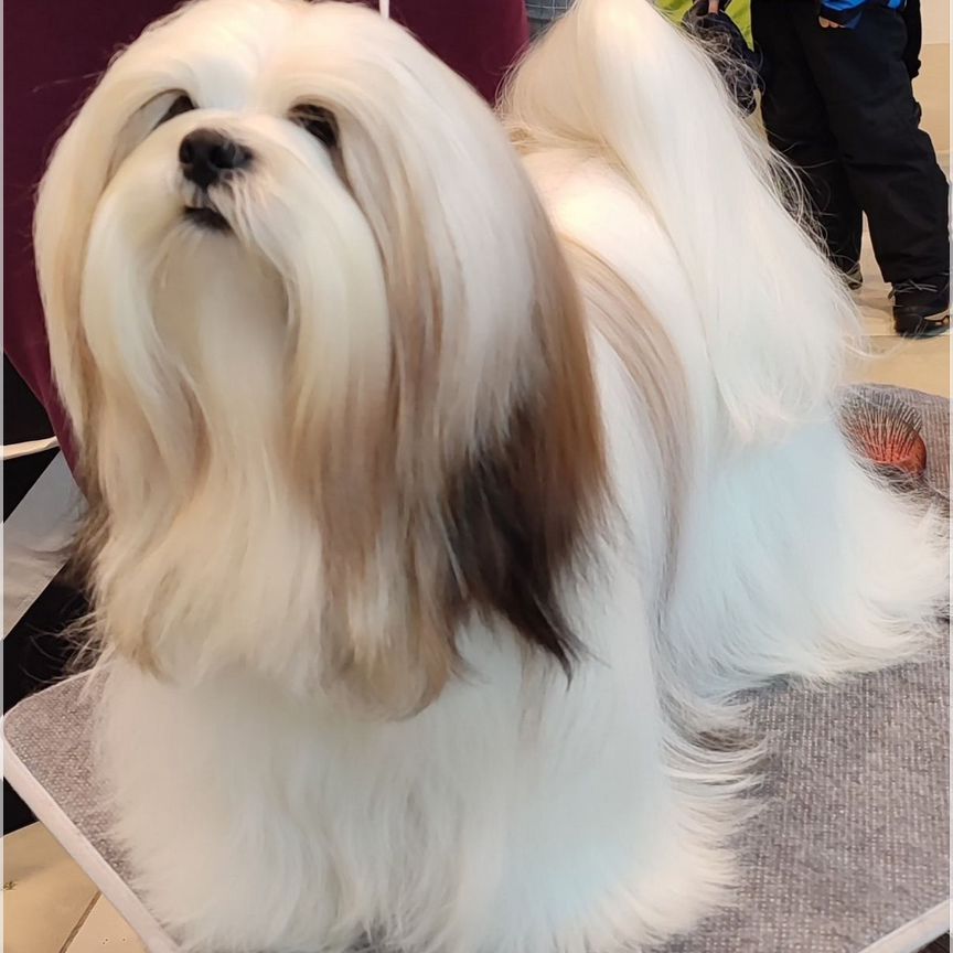 Лхасский апсо, щенок