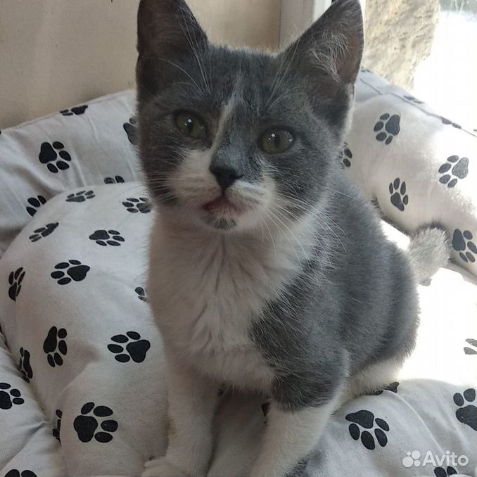 Котёнок в добрые руки мальчик Маркиз