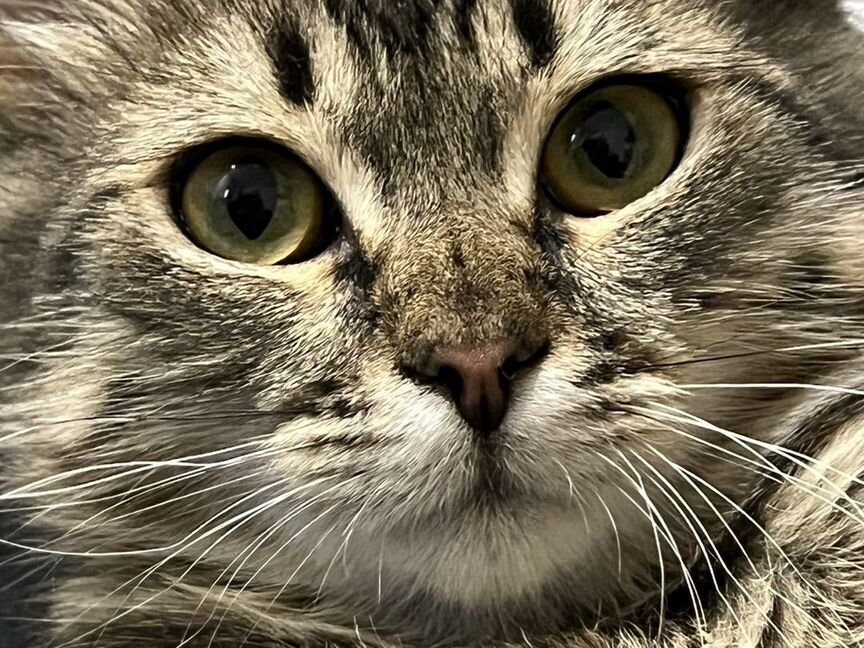 Котенок ученый, 4 месяца в добрые руки