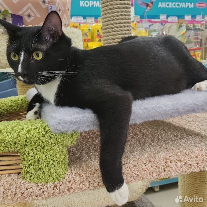 Кот живет с зимы в подсобке, в добрые руки кот