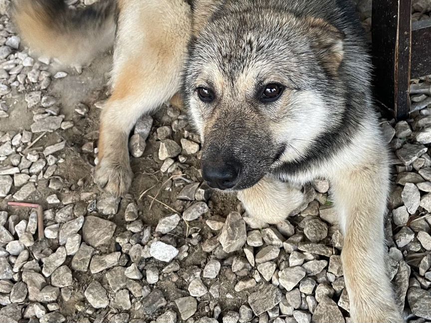 Собака в ответственные руки. Характер -сторож