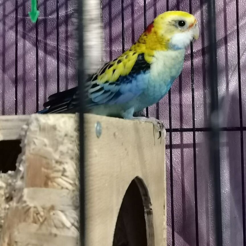 Пара розелл