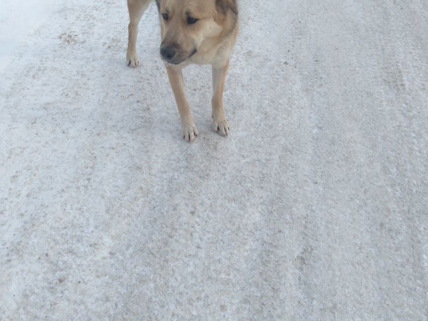 Отдам в хорошие руки собаку