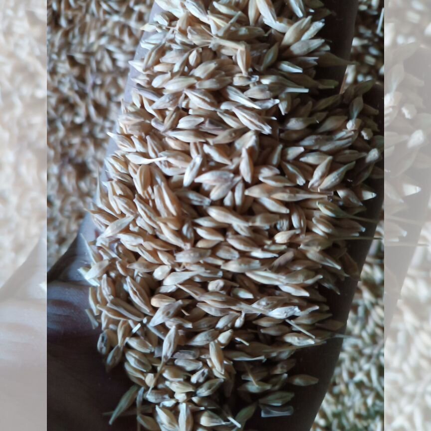 Ячмень,лëн, пшеница