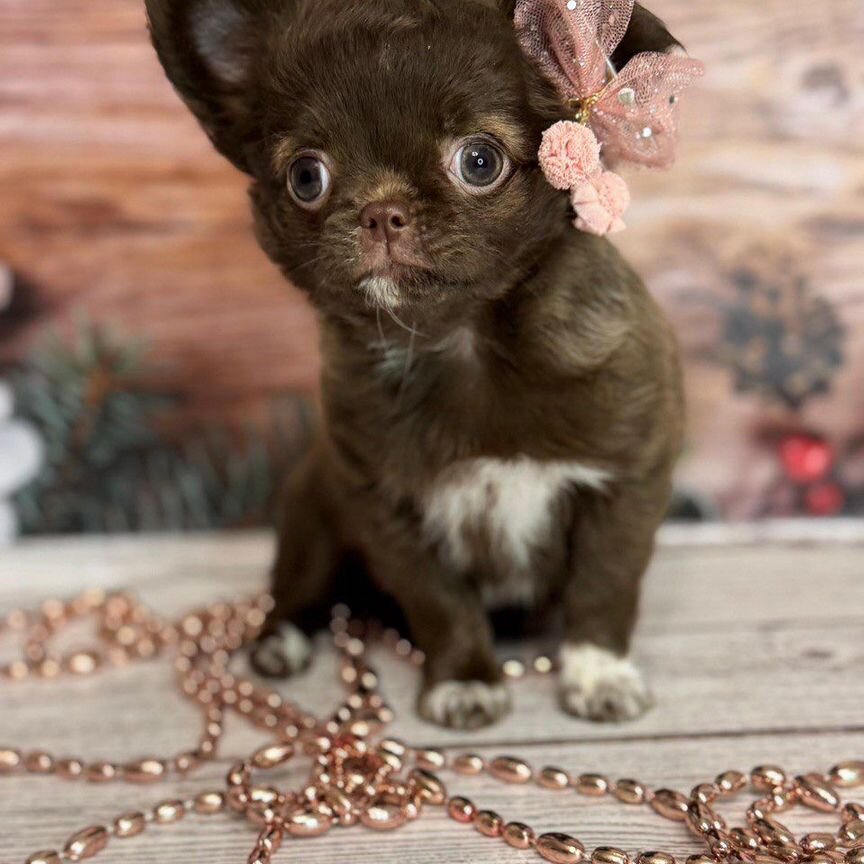 Чихуахуа, щенок