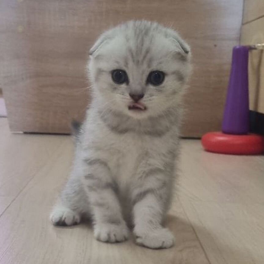 Шотландские котята