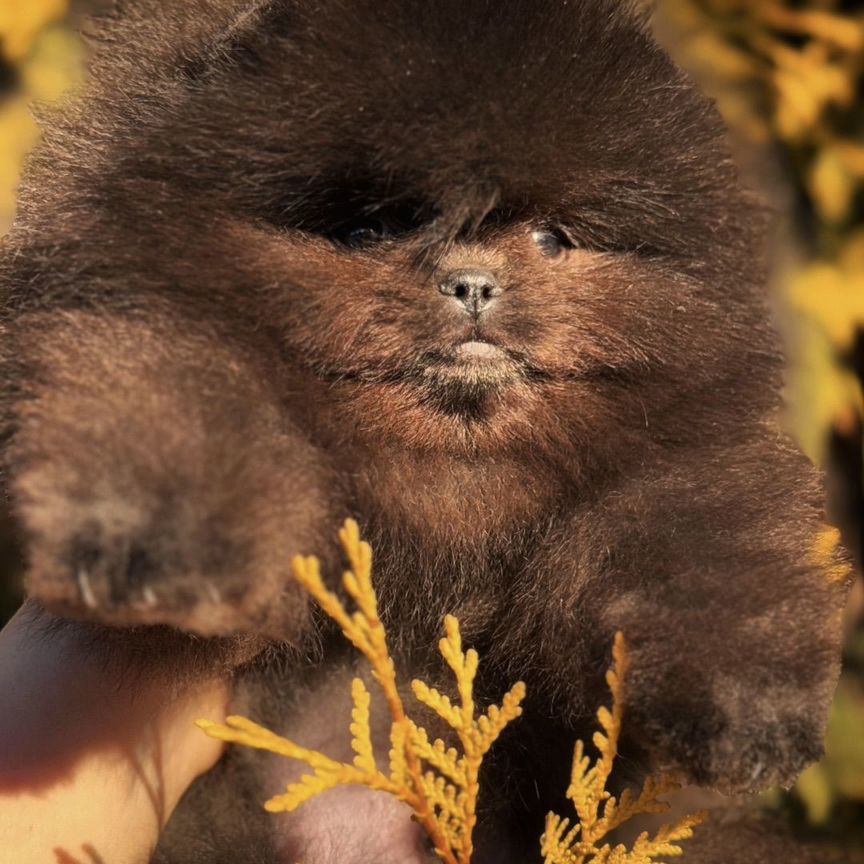 Померанский шпиц черный медведь