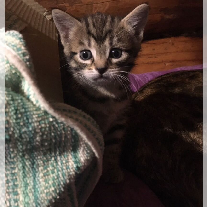 Котёнок от частного владельца