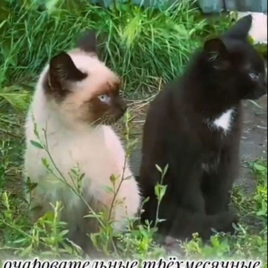 Сиамский кот