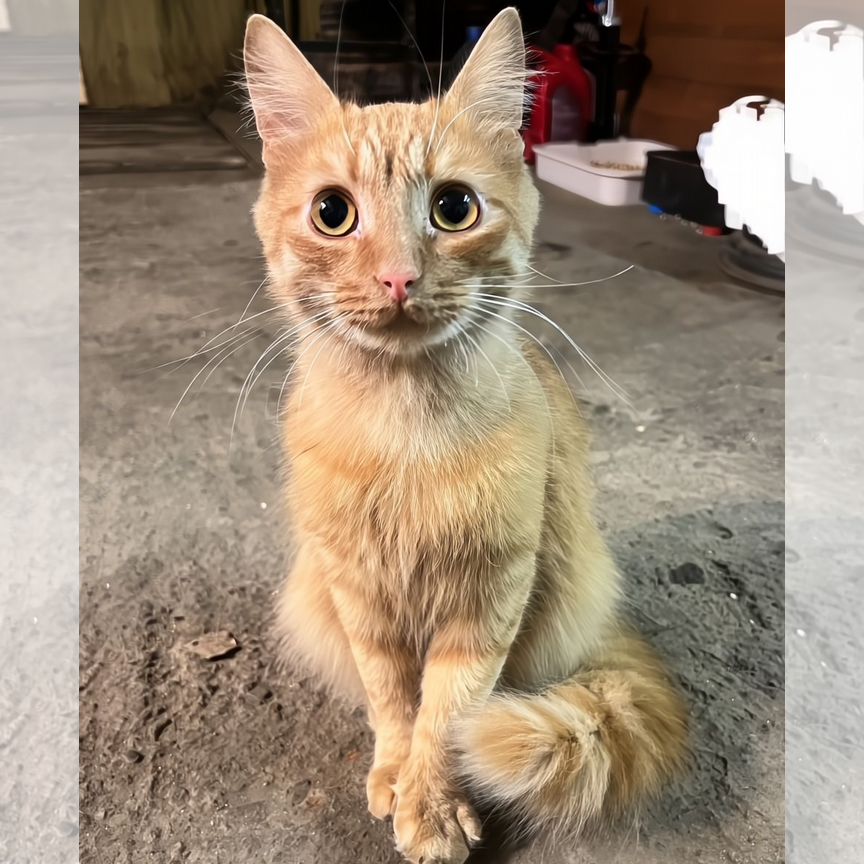 Котёнок в добрые руки