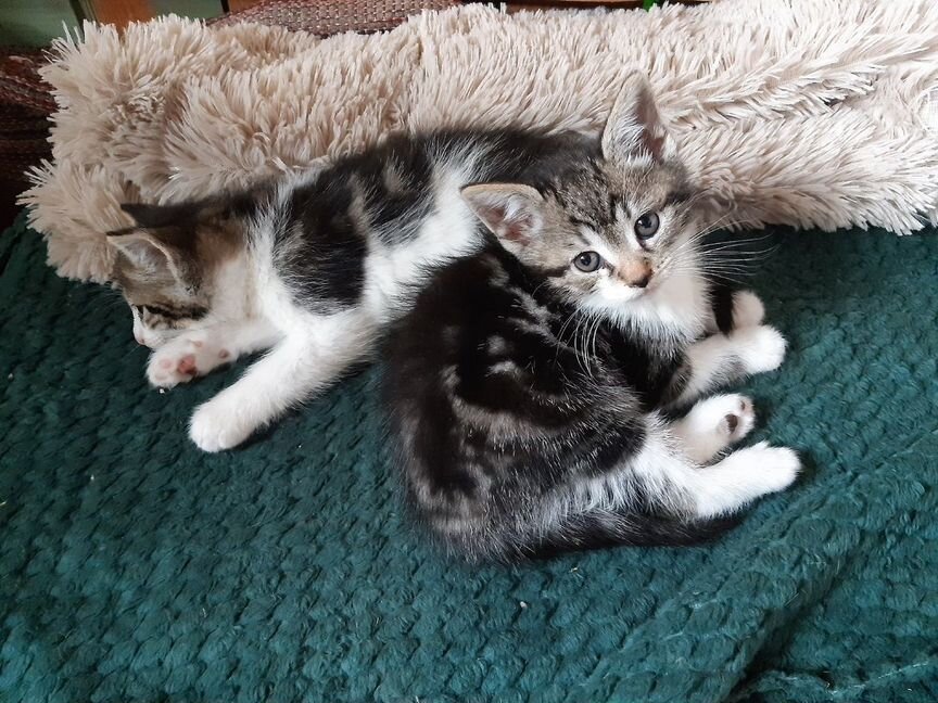 Котята в добрые и ответственные руки