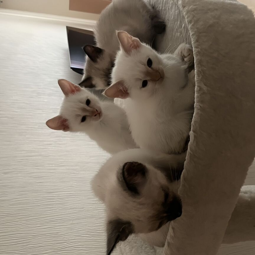 Тайский котёнок