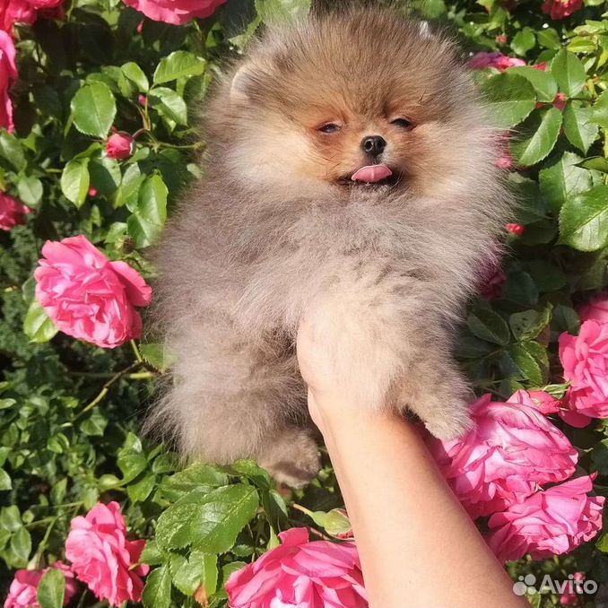Супер Крошка Померанский шпиц