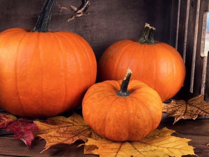 Тыква кормовая