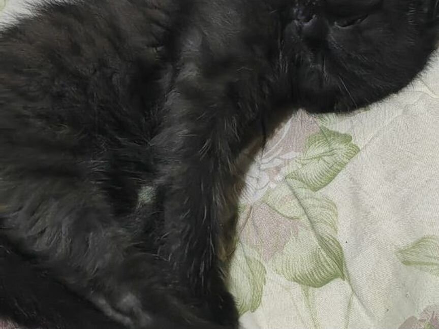 Шотландские вислоухие котята