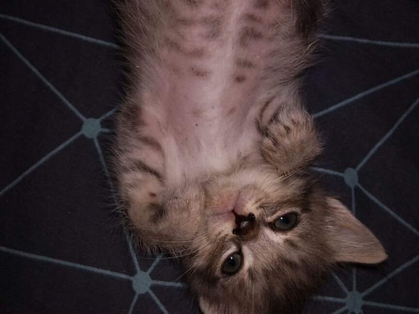 Озорные котята ищут дом