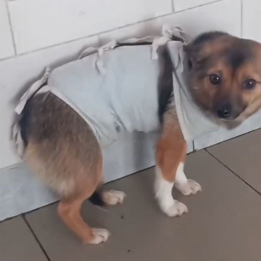 Взрослая собака в добрые руки