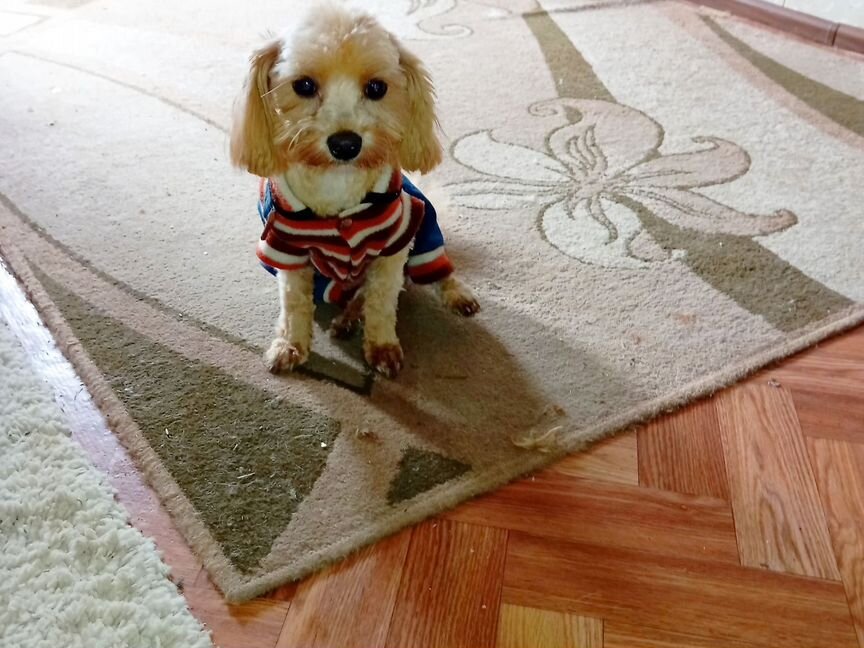 Мальчик мальтипу