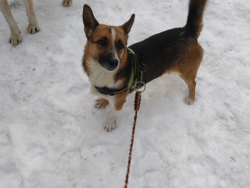 Локки ищет самых ответственных хозяев