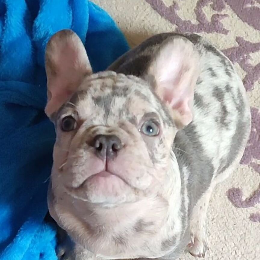 Французский бульдог мерле