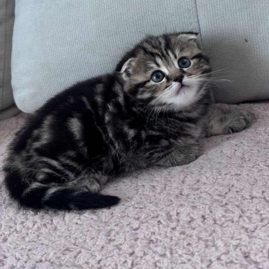 Шотландский вислоухий короткошёрстный котёнок