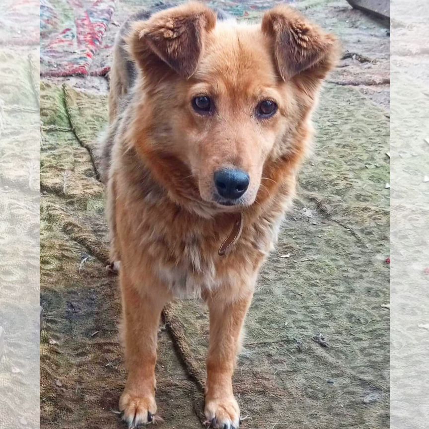 Собака Жулька с ж/д станции ищет дом