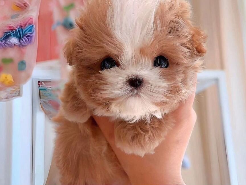 Мальчик мальтипу тикап размер из Кореи