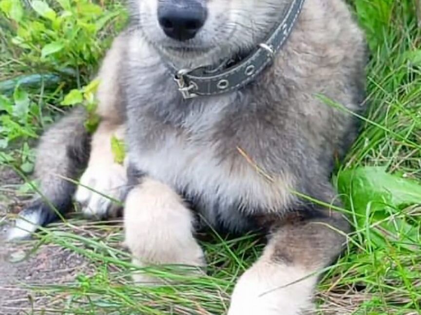 В очень добрые руки