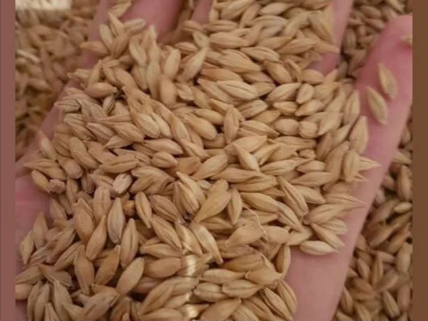 Продам ячмень, пшеницу