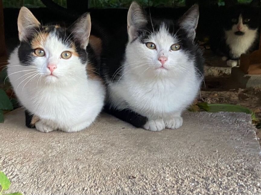 Малыши замерзают на улице очень нужен дом