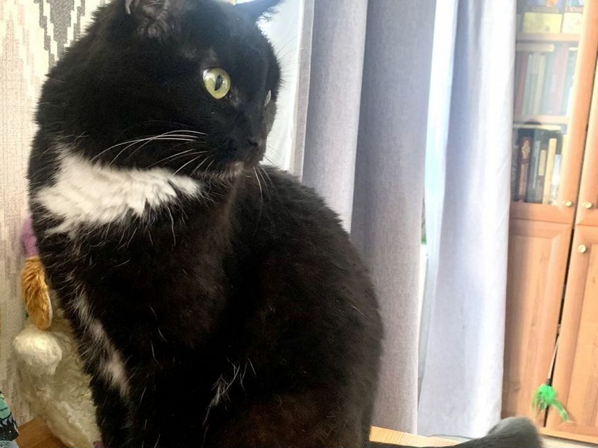 Кошка "под ключ"